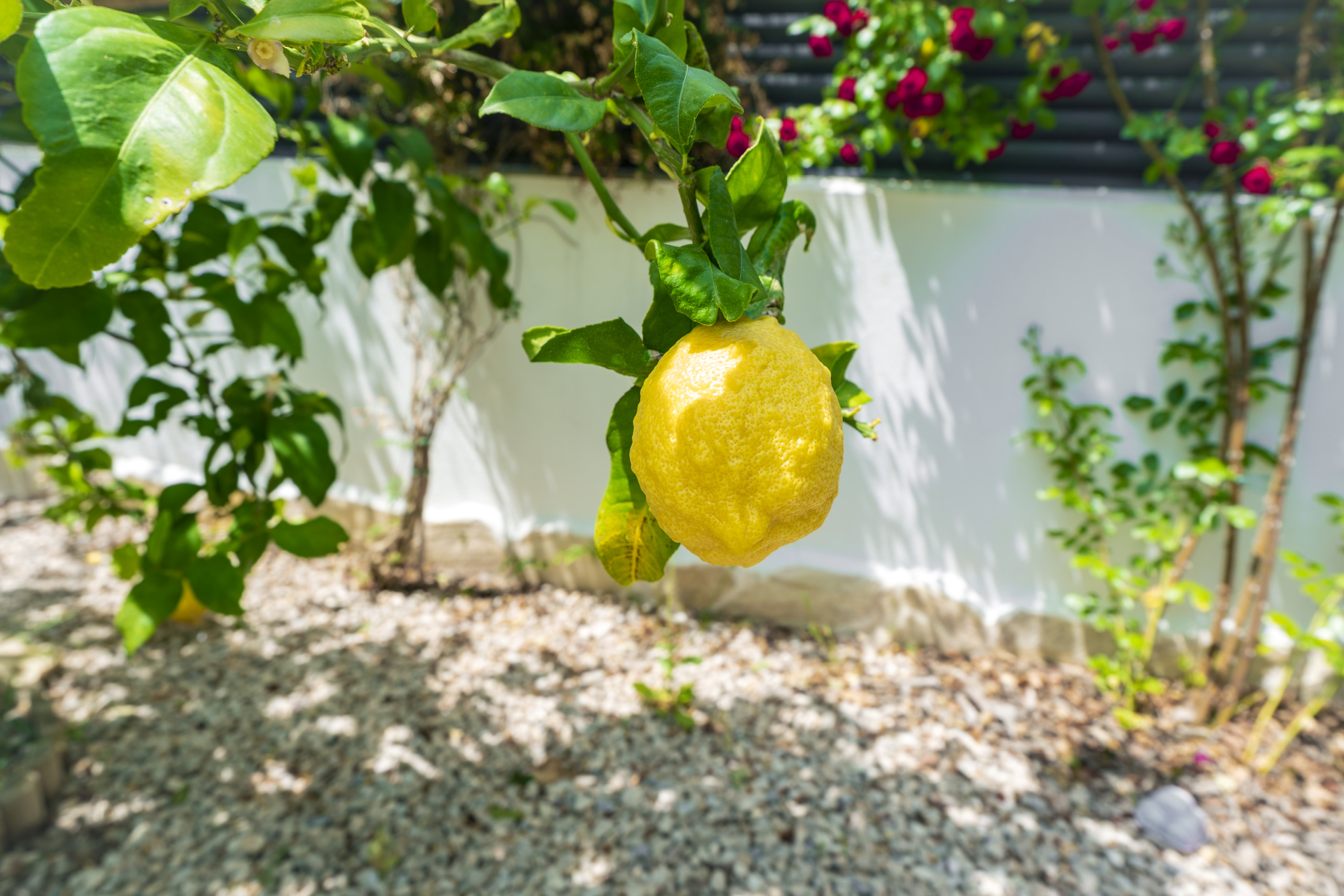 Limoneira's Top Line Surges on Strong Lemon Sales | The Motley Fool