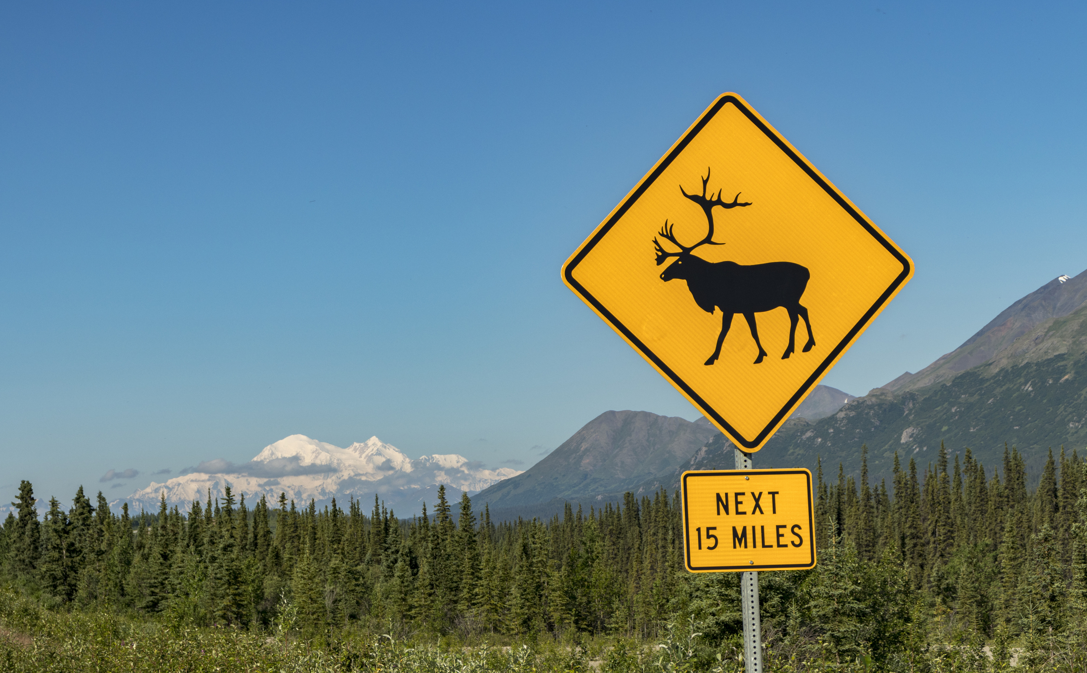 Signs We're in a Moose Market | The Motley Fool