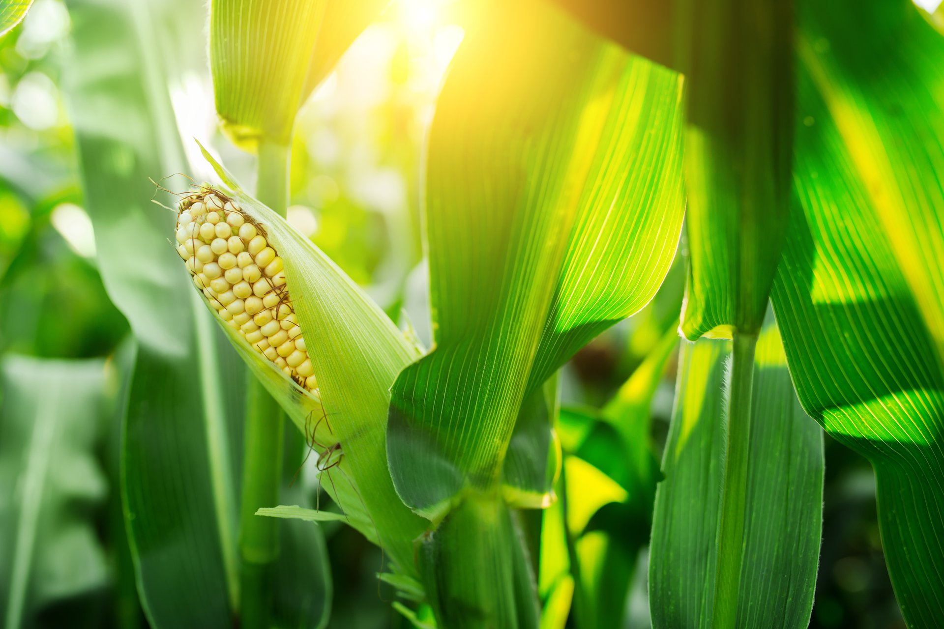 Bud Light's Attack on Corn Syrup Is Way Off Base | The Motley Fool