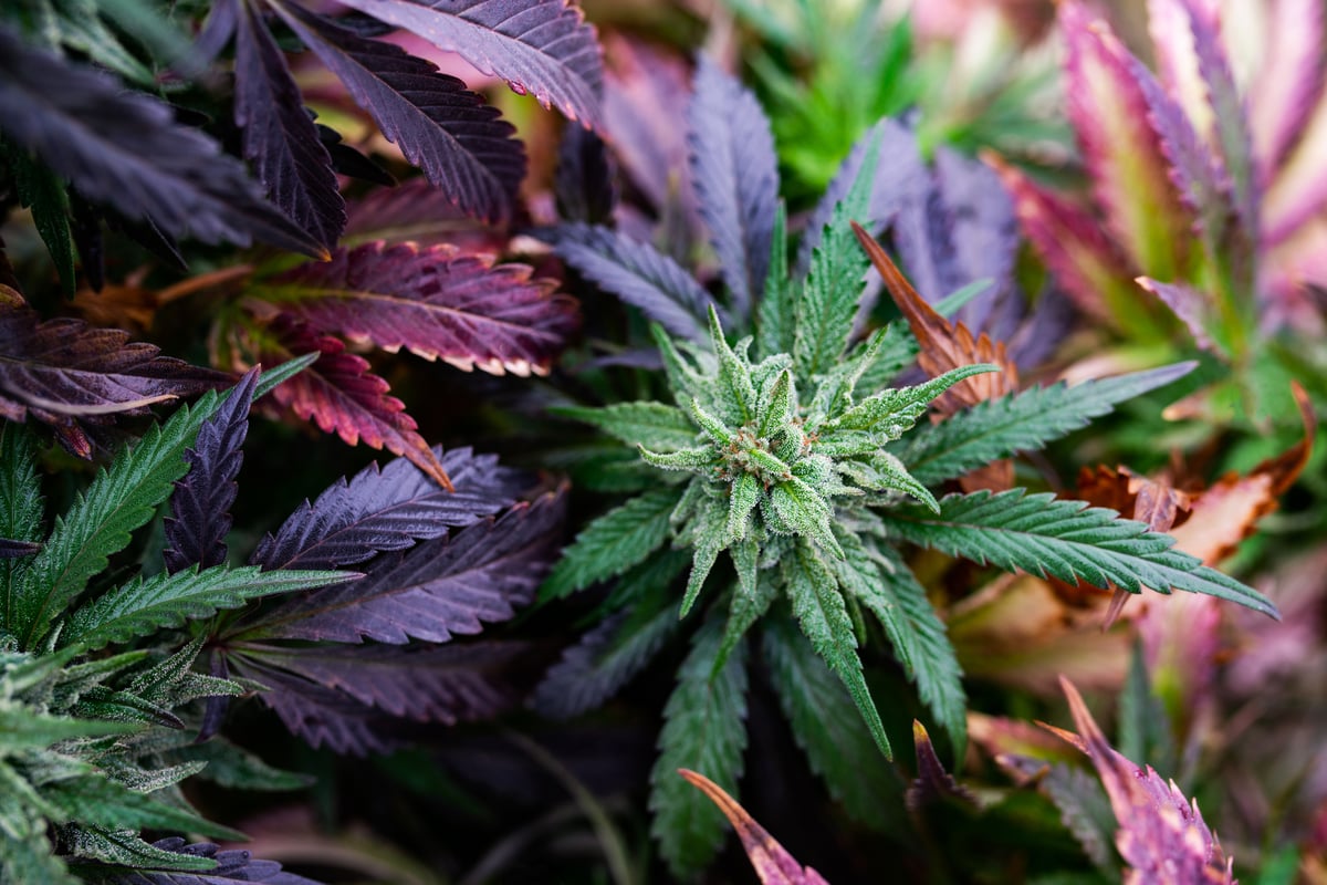 Why Canopy Growth, Hexo, and OrganiGram Are Slumping Today | The Motley ...