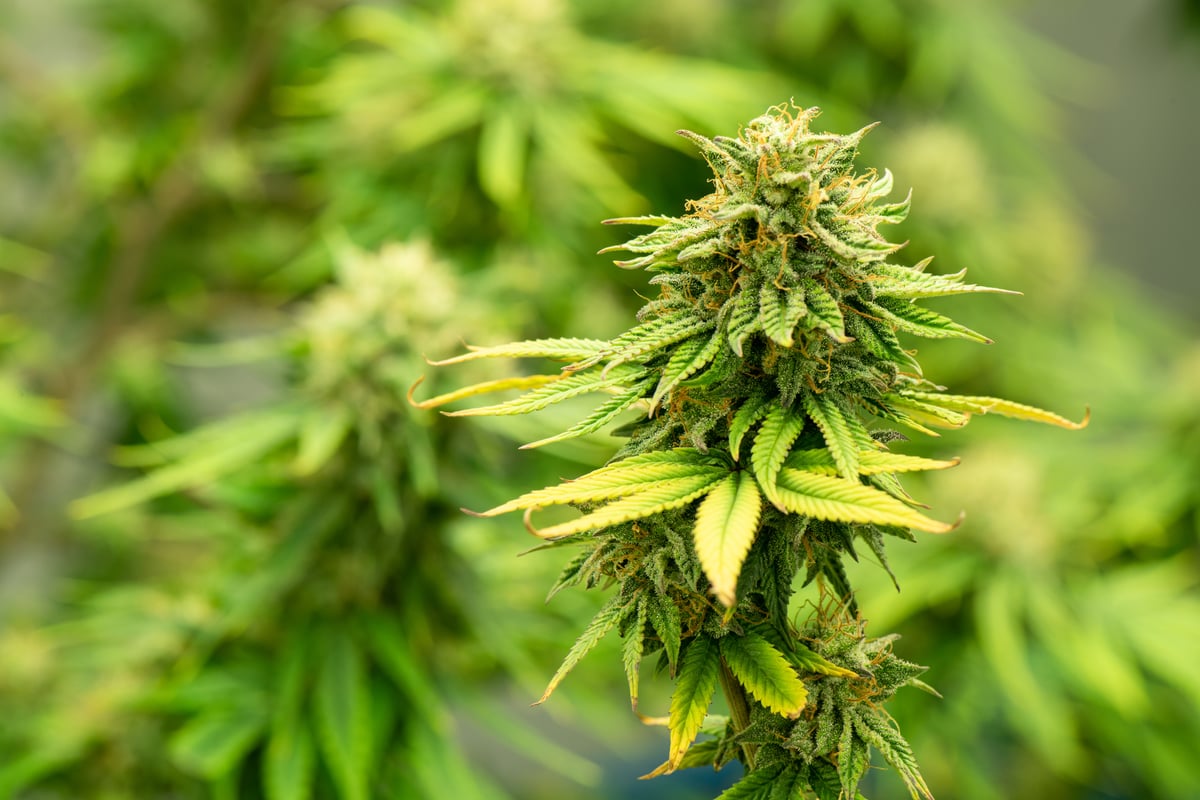 Tilray Brands Stock Could Grow by 20 Times by 2030 | The Motley Fool