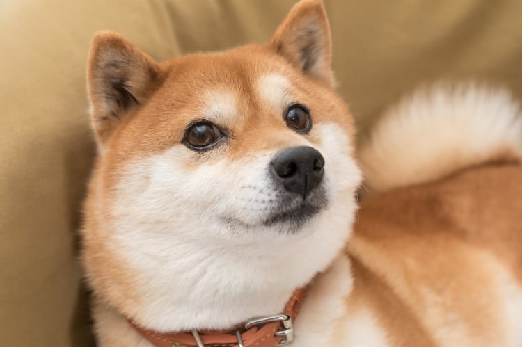 1 Important Tailwind That Could Send Dogecoin Skyrocketing | The Motley ...