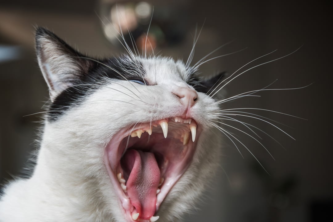 Why Red Cat Stock Popped Today -- Then Gave It Back | The Motley Fool